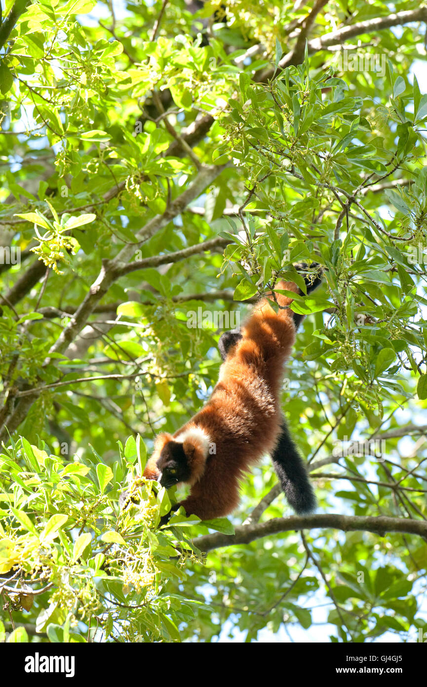 Red Ruffed Lemur Varecia variegata ruber Madagascar Stock Photo - Alamy