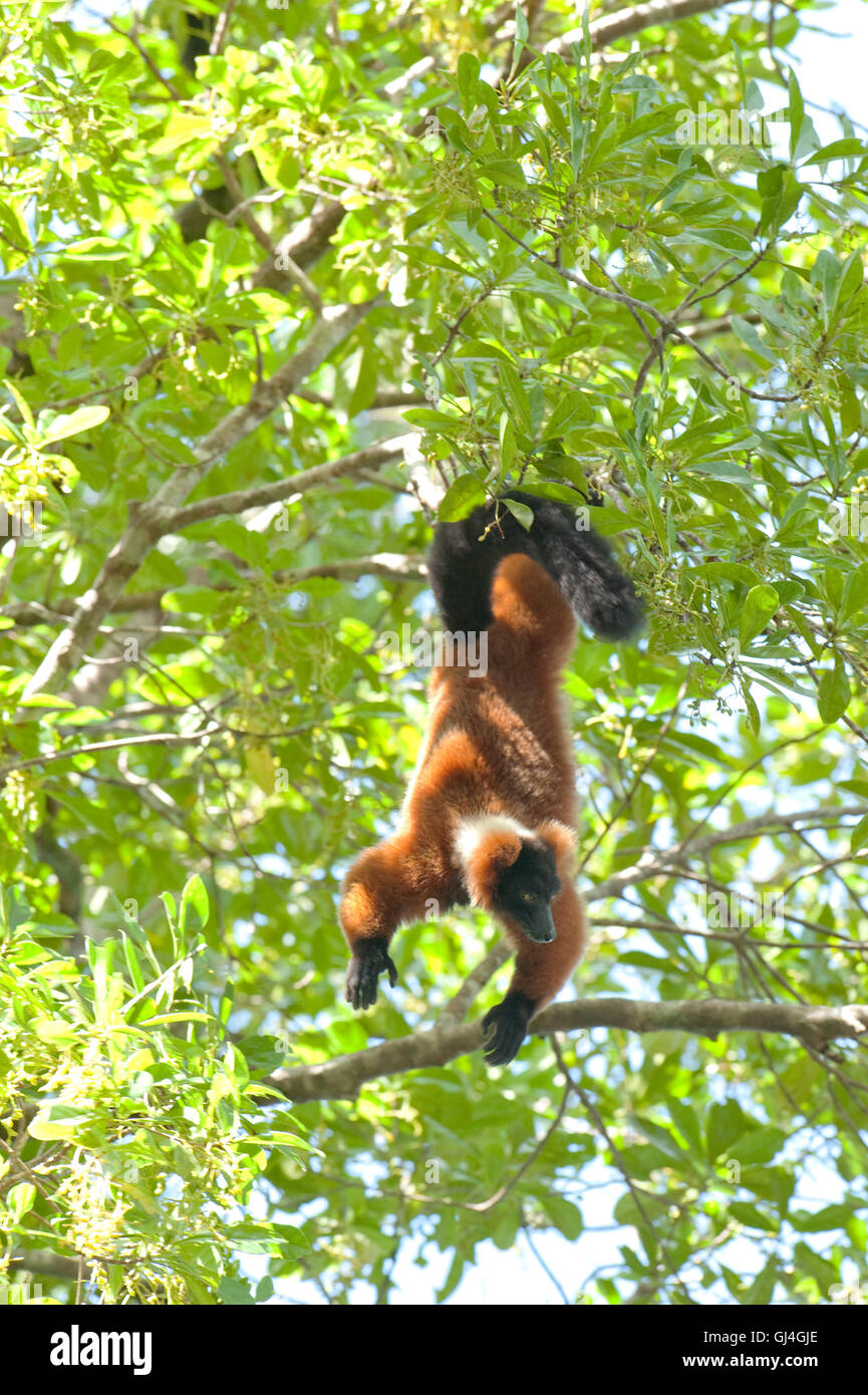 Red Ruffed Lemur Varecia variegata ruber Madagascar Stock Photo - Alamy
