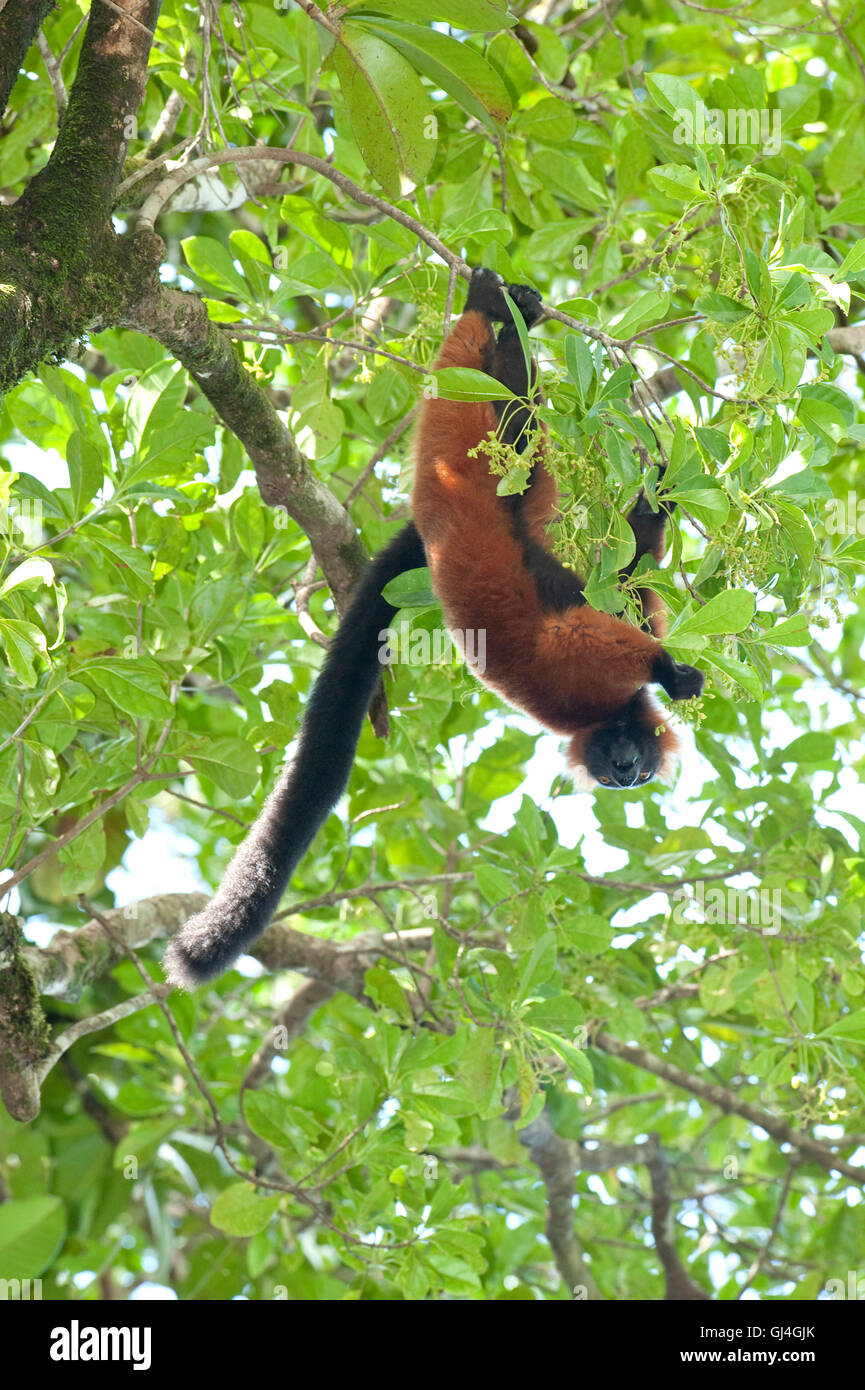 Red Ruffed Lemur Varecia variegata ruber Madagascar Stock Photo - Alamy