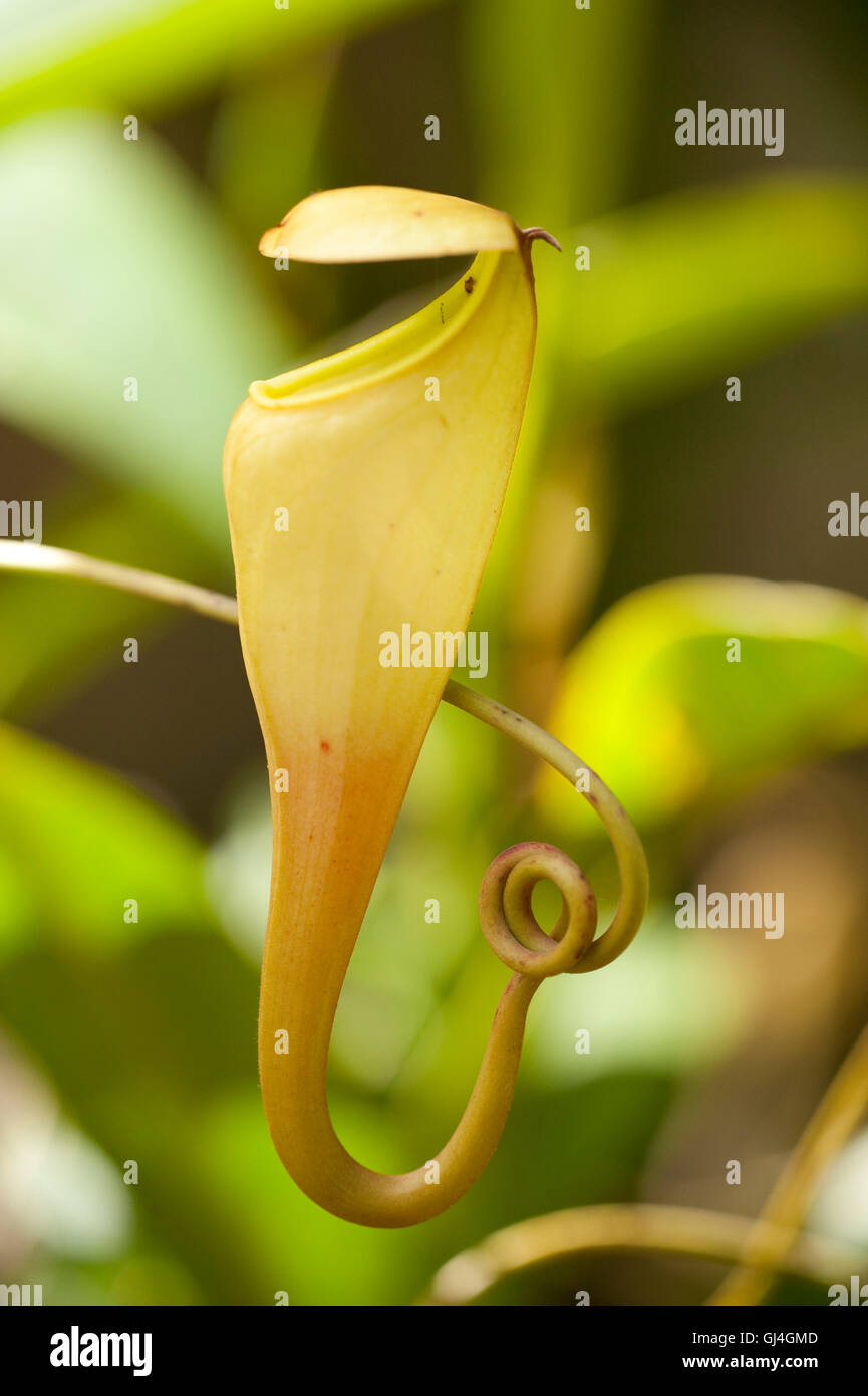 Endemic plant madagascar hi-res stock photography and images - Alamy