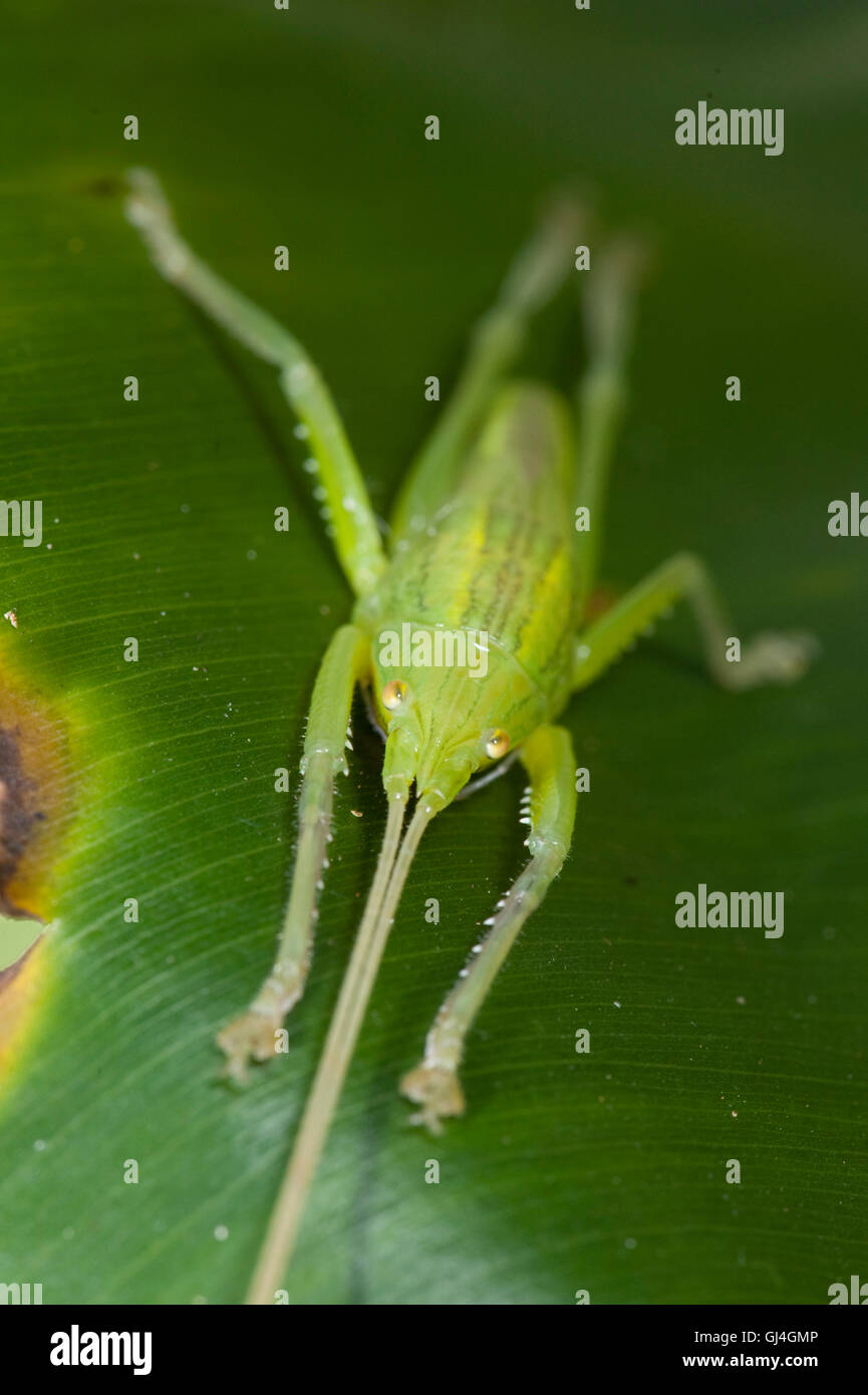Tettigoniidae hi-res stock photography and images - Alamy