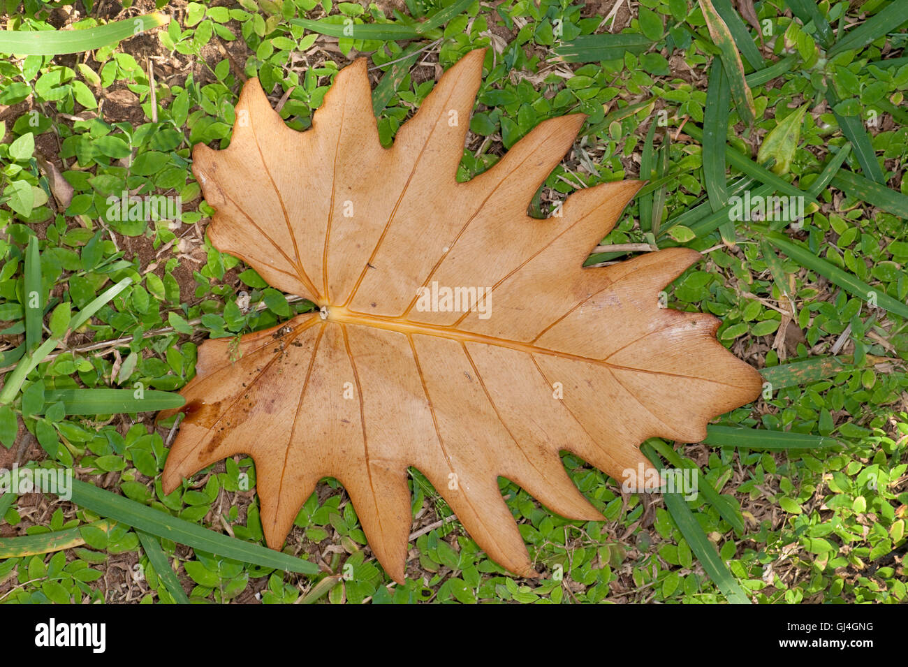 Leaf on forest floor Madagascar Stock Photo - Alamy
