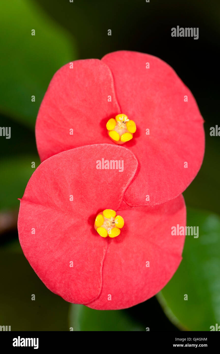 Madagascar flower hi-res stock photography and images - Alamy