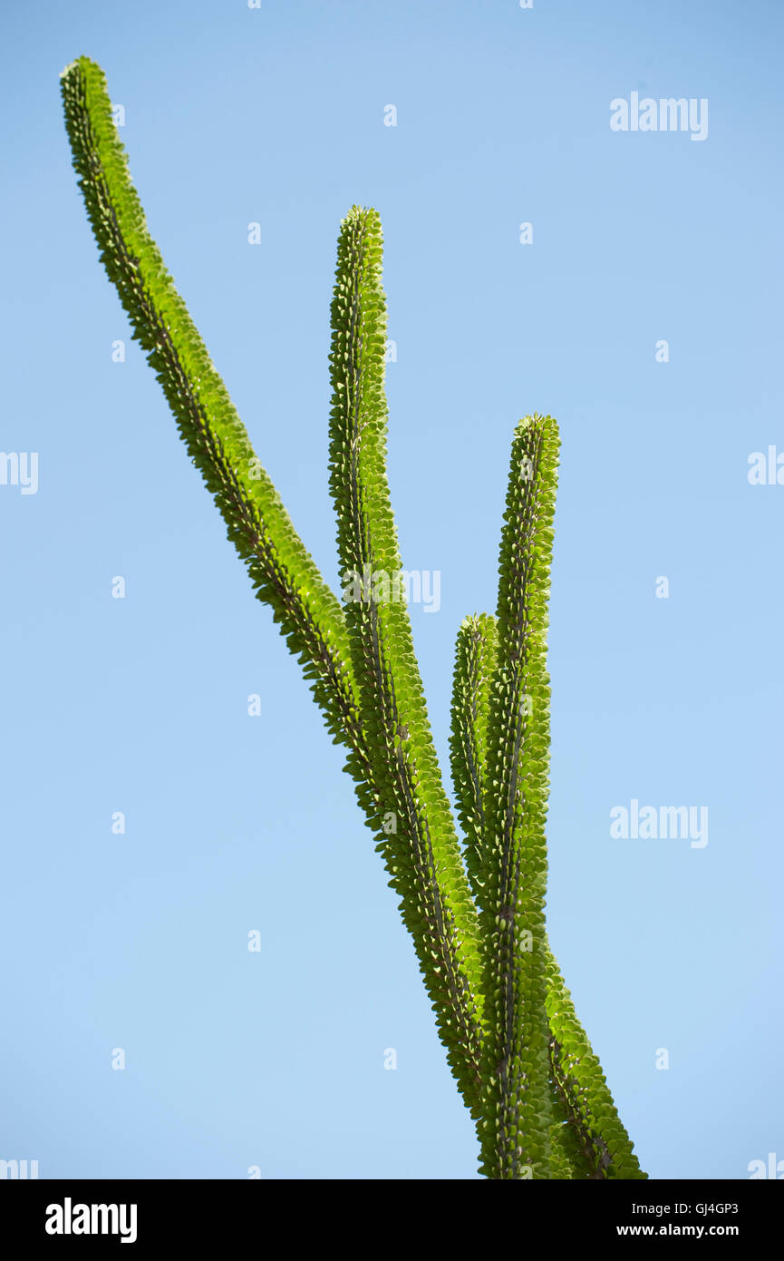 Octopus Tree Didierea madagascariensis Madagascar Stock Photo - Alamy