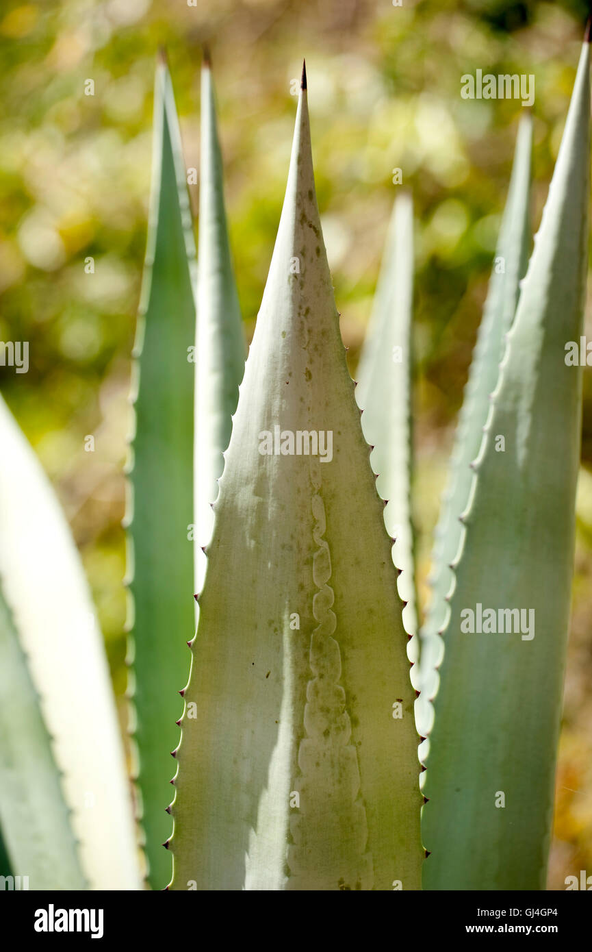 Sisal Like Plants Red Foliage