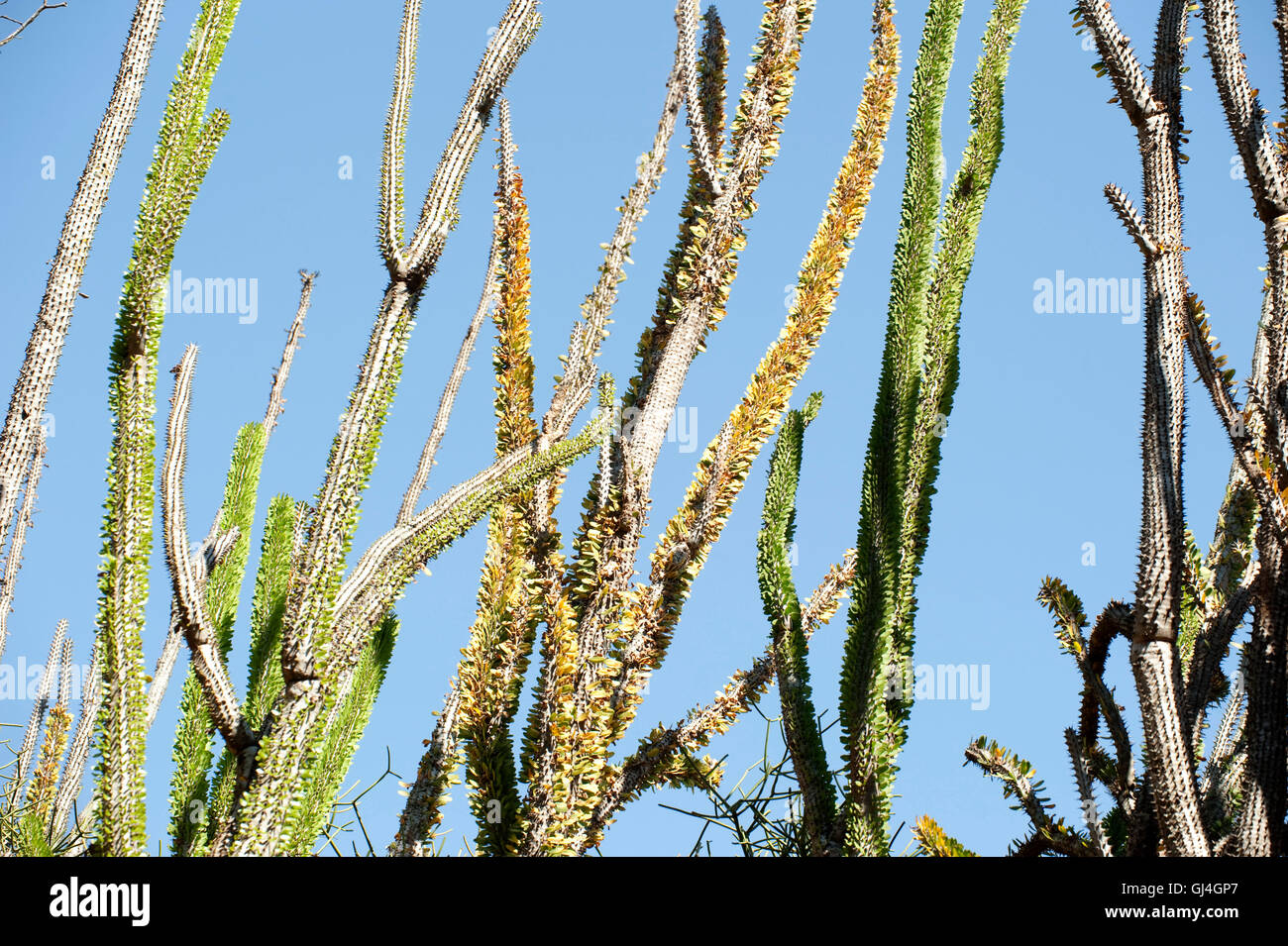 Octopus Tree Madagascar High Resolution Stock Photography and Images ...