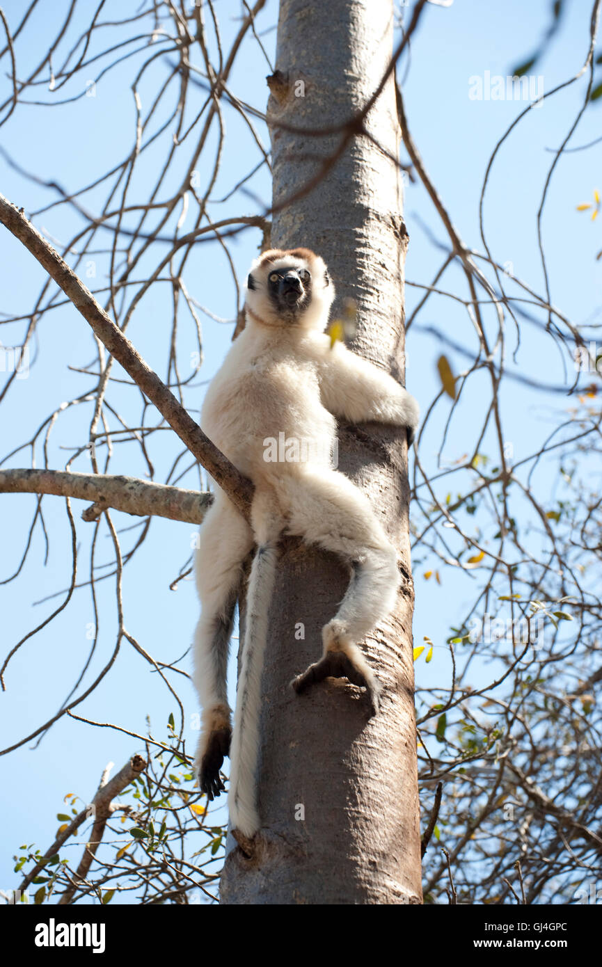 Verreaux's sifaka Propithecus verreauxi Madagascar Stock Photo - Alamy