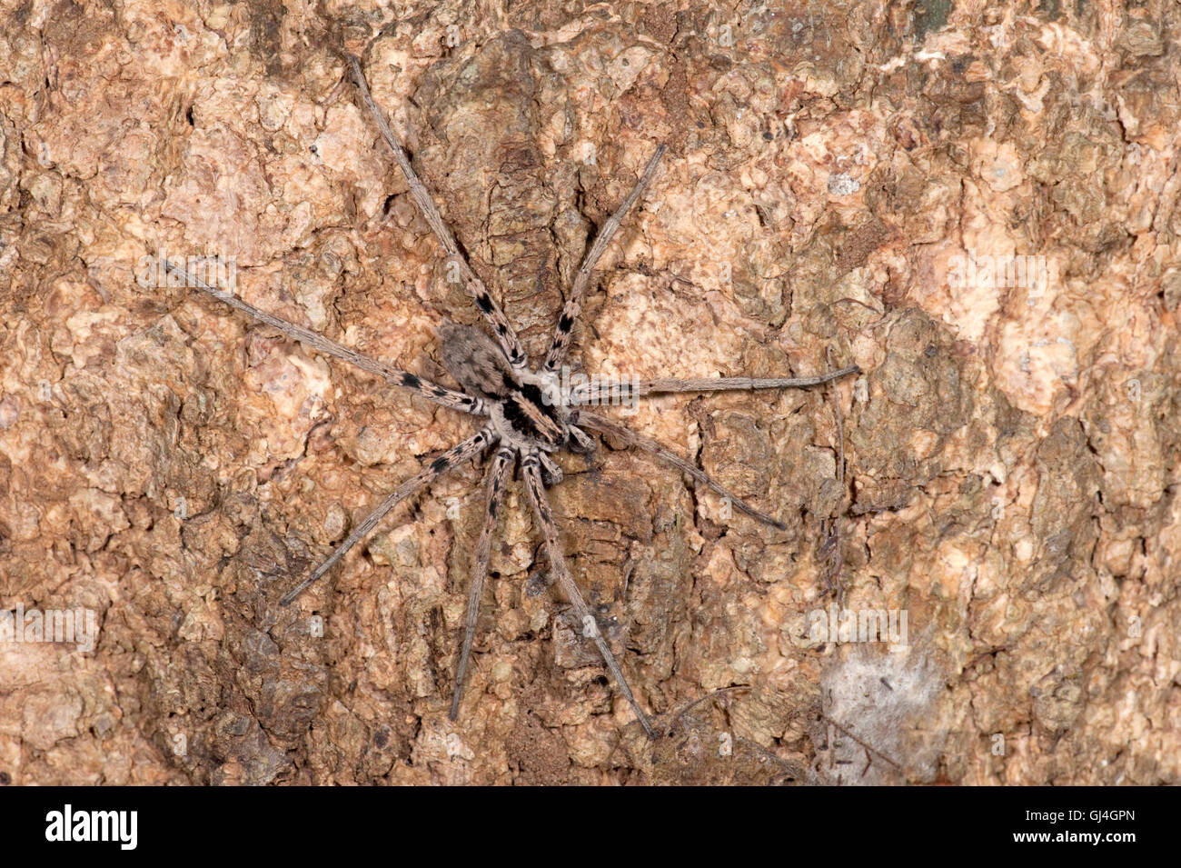 Hunting Spider Family Pisauridae Madagascar Stock Photo - Alamy