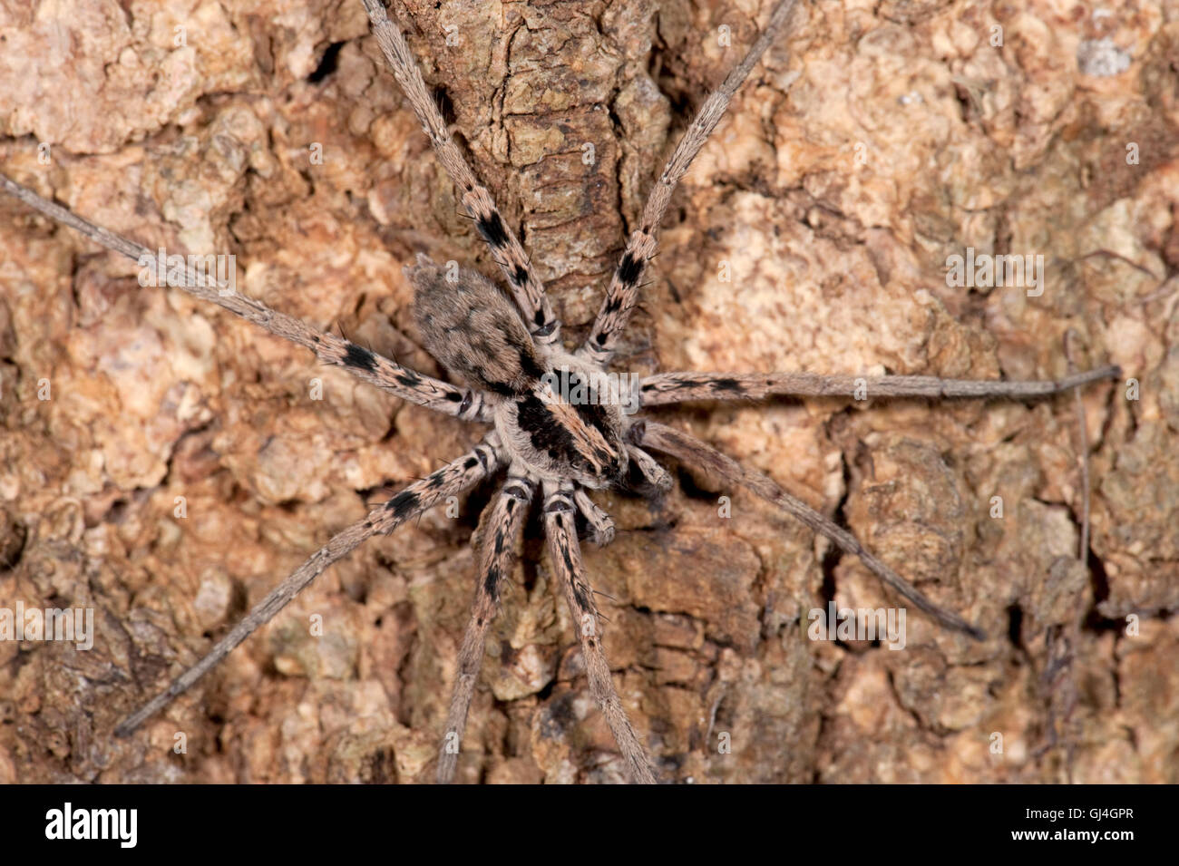 Hunting Spider Family Pisauridae Madagascar Stock Photo - Alamy