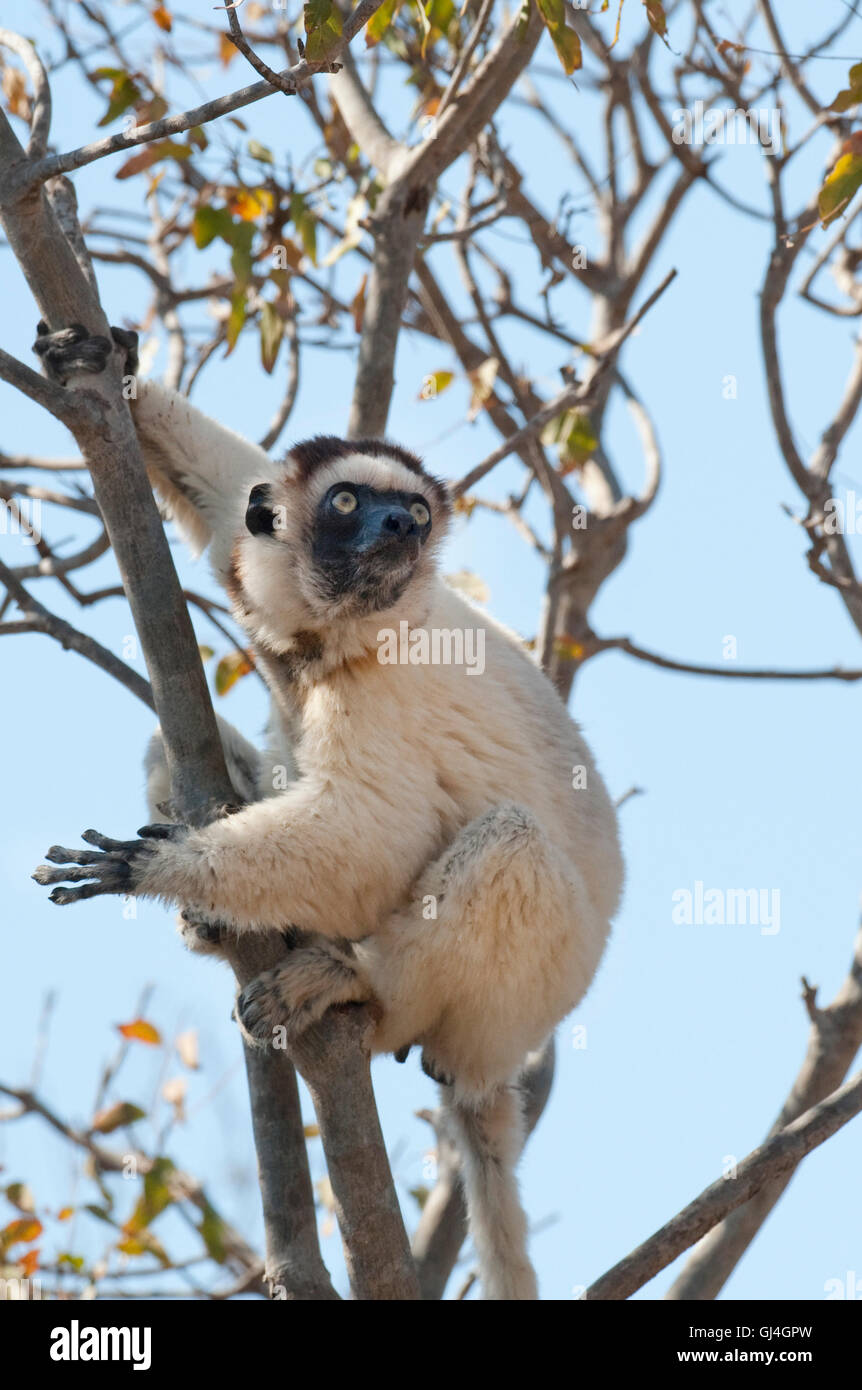 Verreaux's sifaka Propithecus verreauxi Madagascar Stock Photo - Alamy