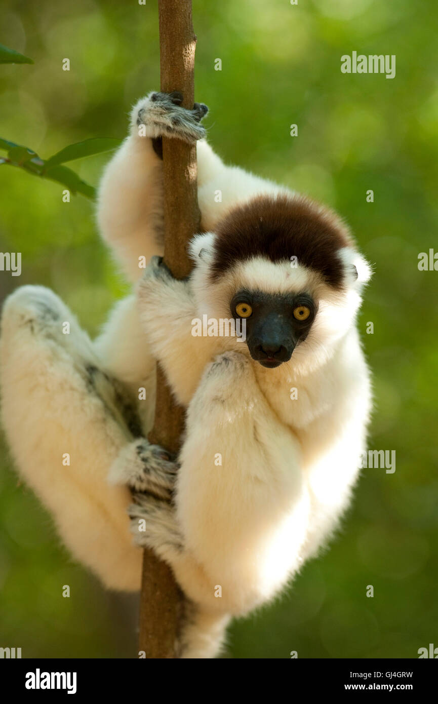 Verreaux's sifaka Propithecus verreauxi Madagascar Stock Photo - Alamy