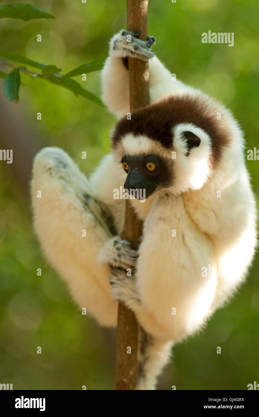 Verreaux's sifaka Propithecus verreauxi Madagascar Stock Photo - Alamy