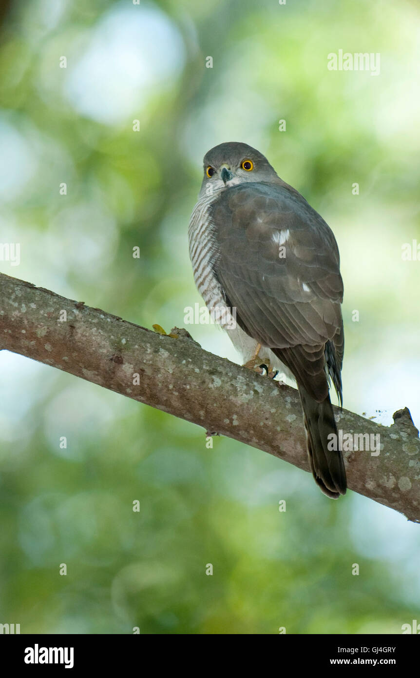 Goshawk hi-res stock photography and images - Alamy