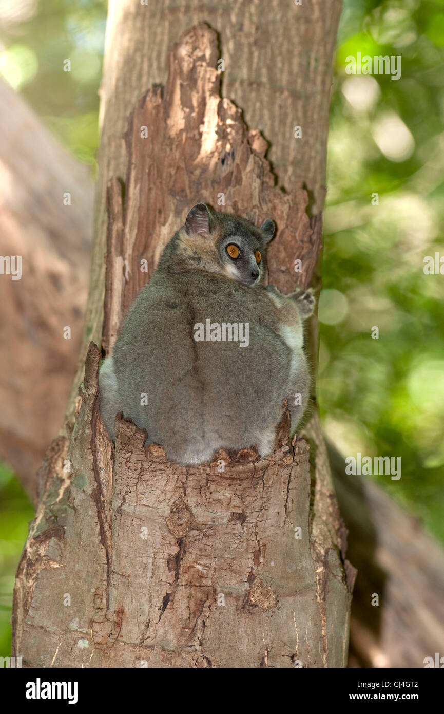 Sportive lemur hi-res stock photography and images - Alamy