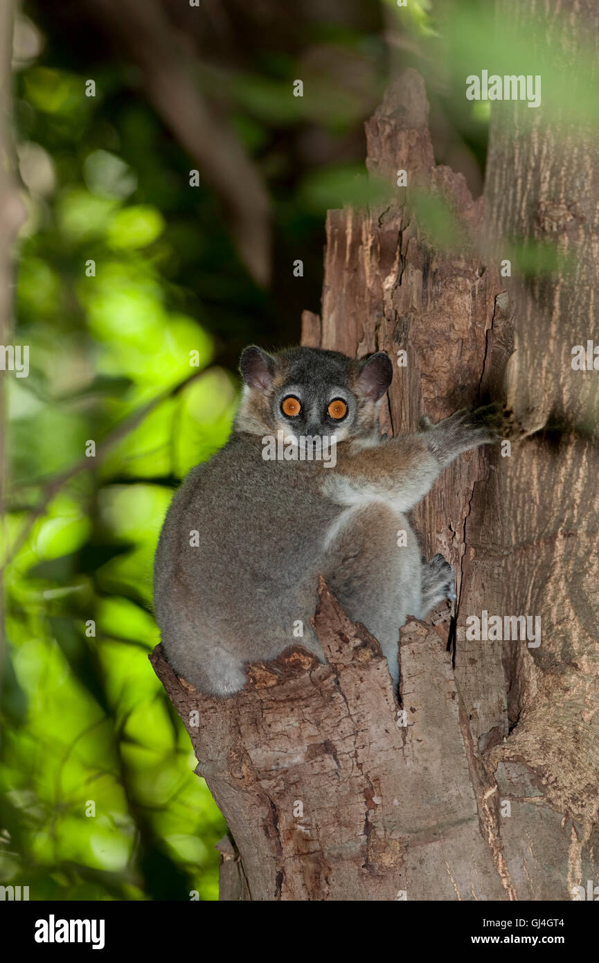 White footed sportive lemur Lepilemur leucopus Madagascar Stock Photo ...