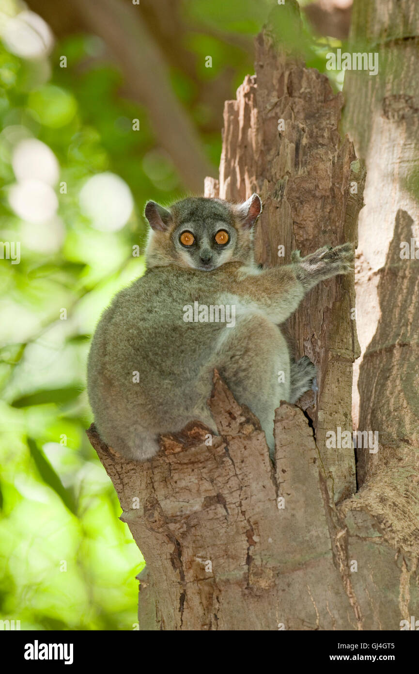 Sportive lemur hi-res stock photography and images - Alamy
