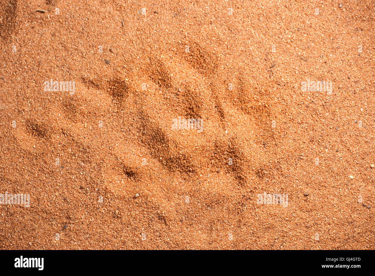 Animal tracks in sand Lemurs Berenty National Park Madagascar Stock ...