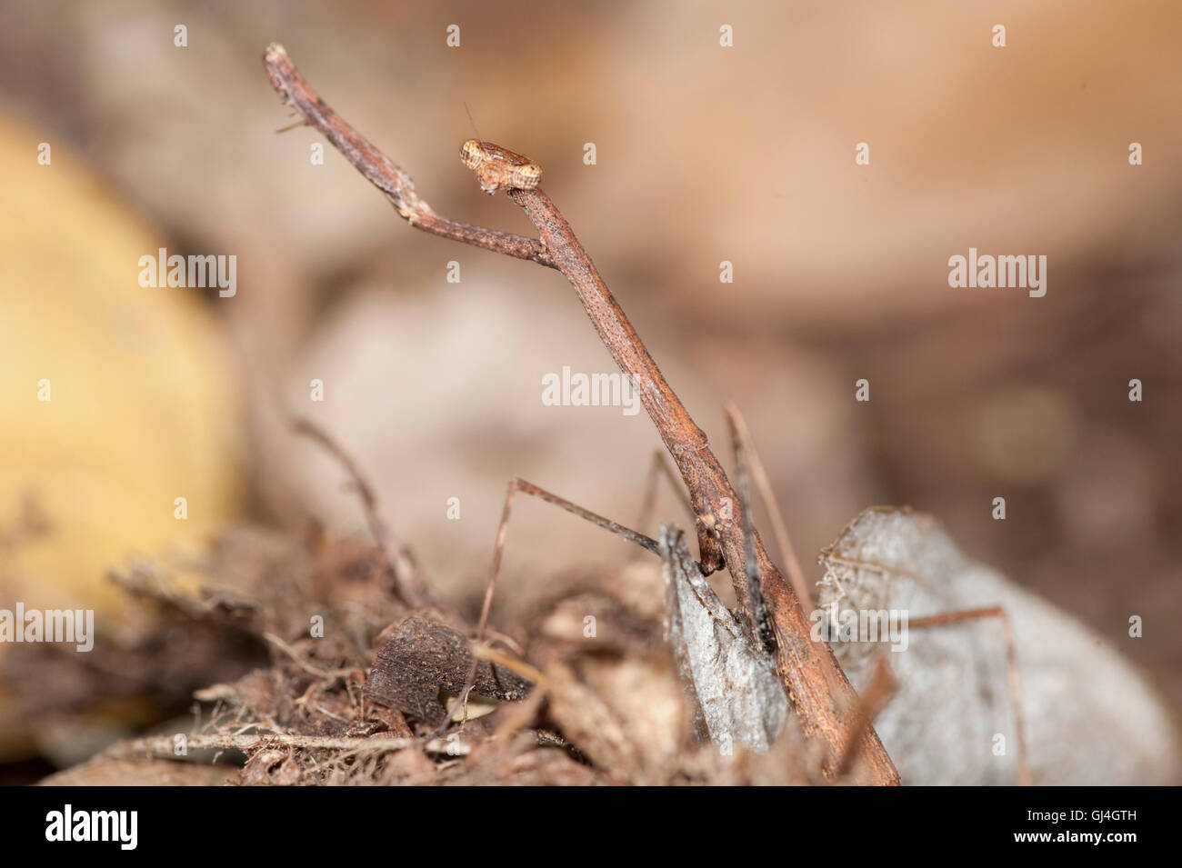 Praying mantids (Mantodea) Madagascar Stock Photo - Alamy