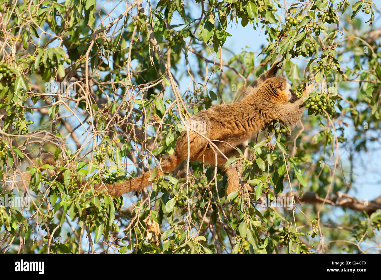Red-fronted lemur Eulemur rufifrons Madagascar Stock Photo - Alamy