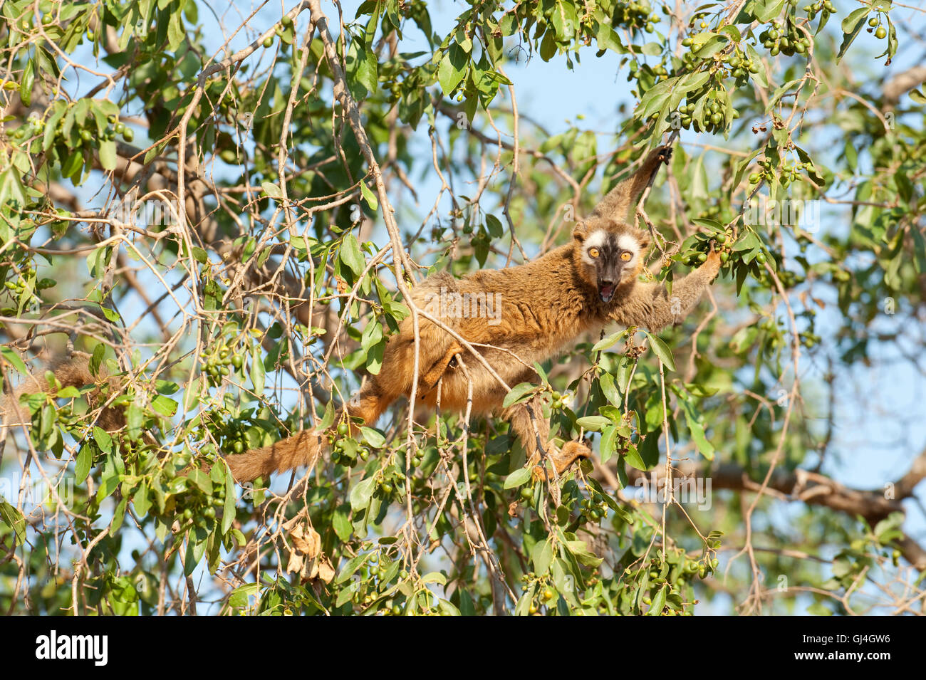 Red-fronted lemur Eulemur rufifrons Madagascar Stock Photo - Alamy