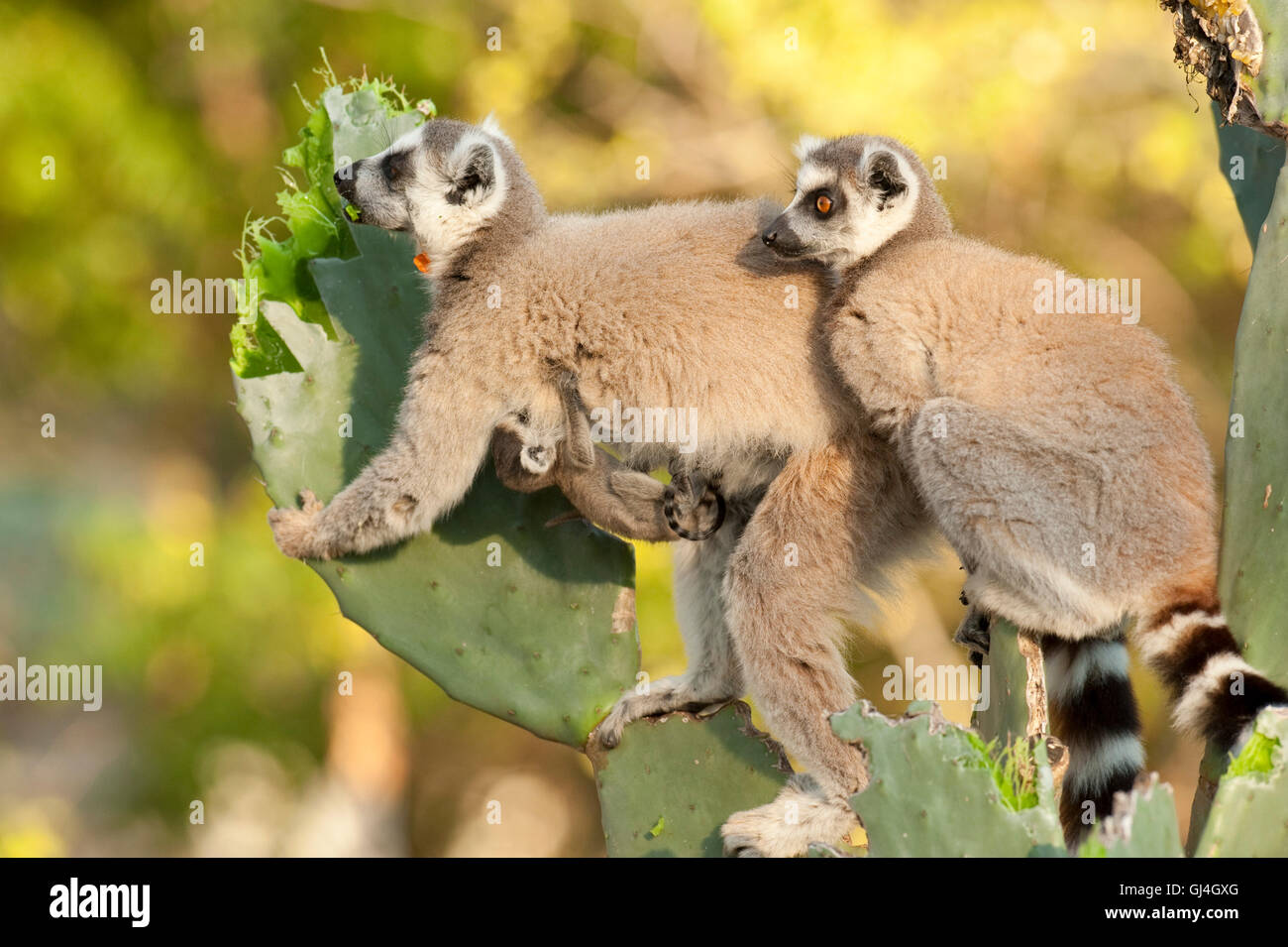 Madagascar lemur catta hi-res stock photography and images - Alamy