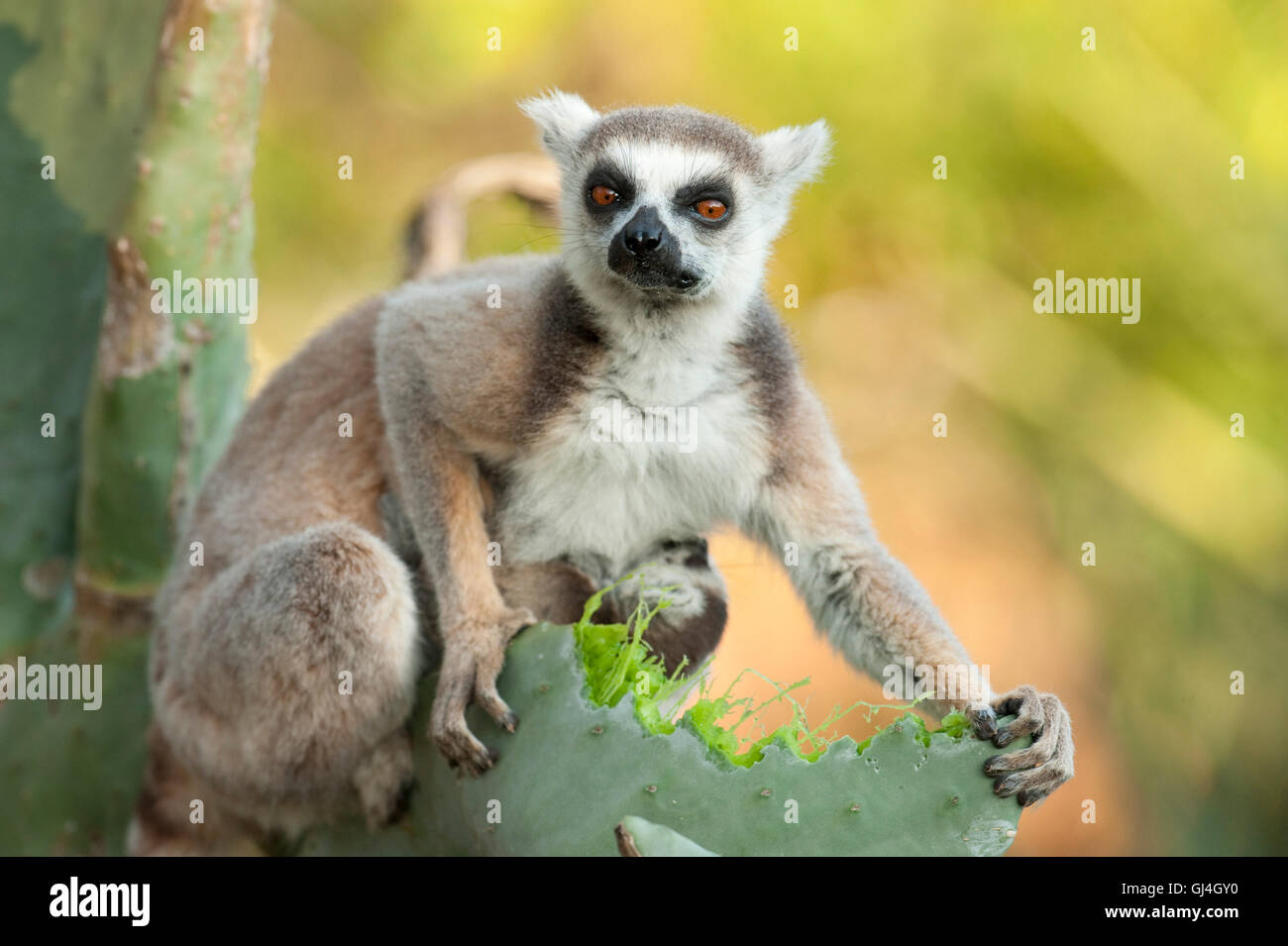 Madagascar Movie Baby Lemur