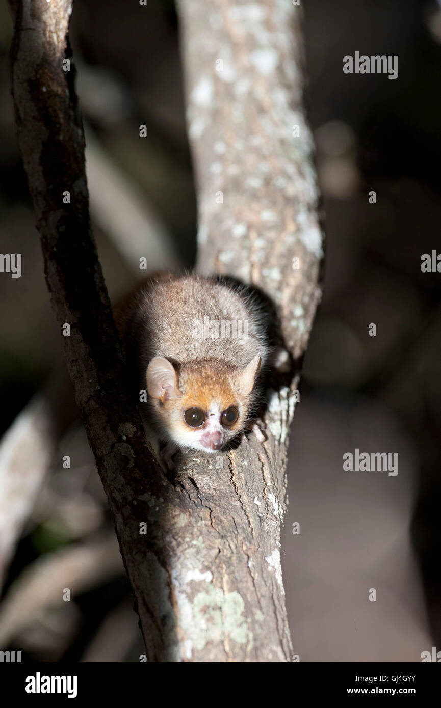 Grey-brown mouse lemur Microcebus griseorufus Madagascar Stock Photo ...