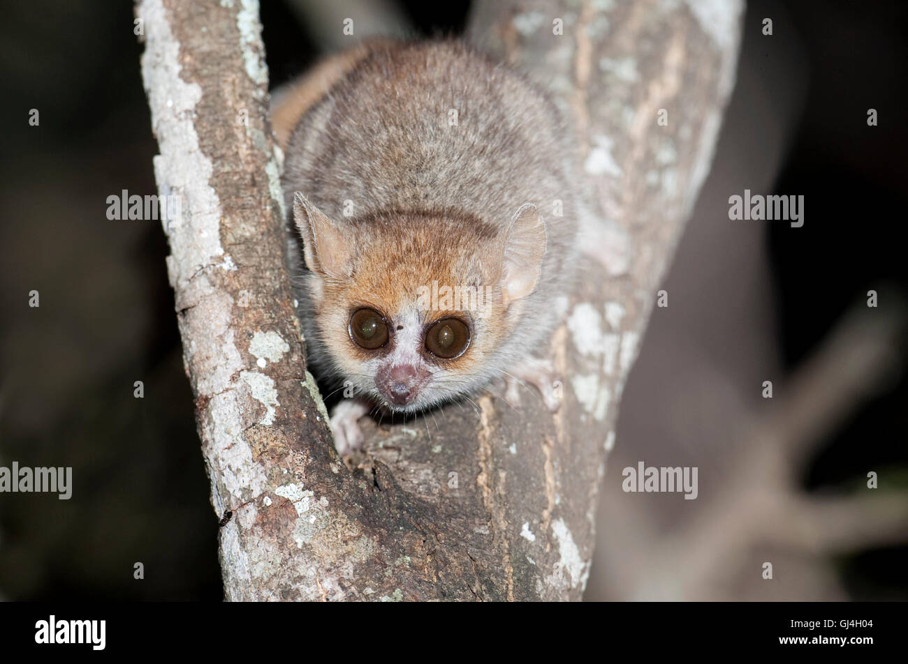 Grey brown mouse lemur hi-res stock photography and images - Alamy