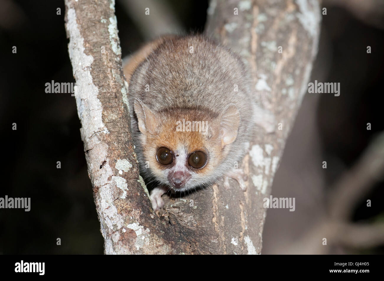Grey-brown mouse lemur Microcebus griseorufus Madagascar Stock Photo ...