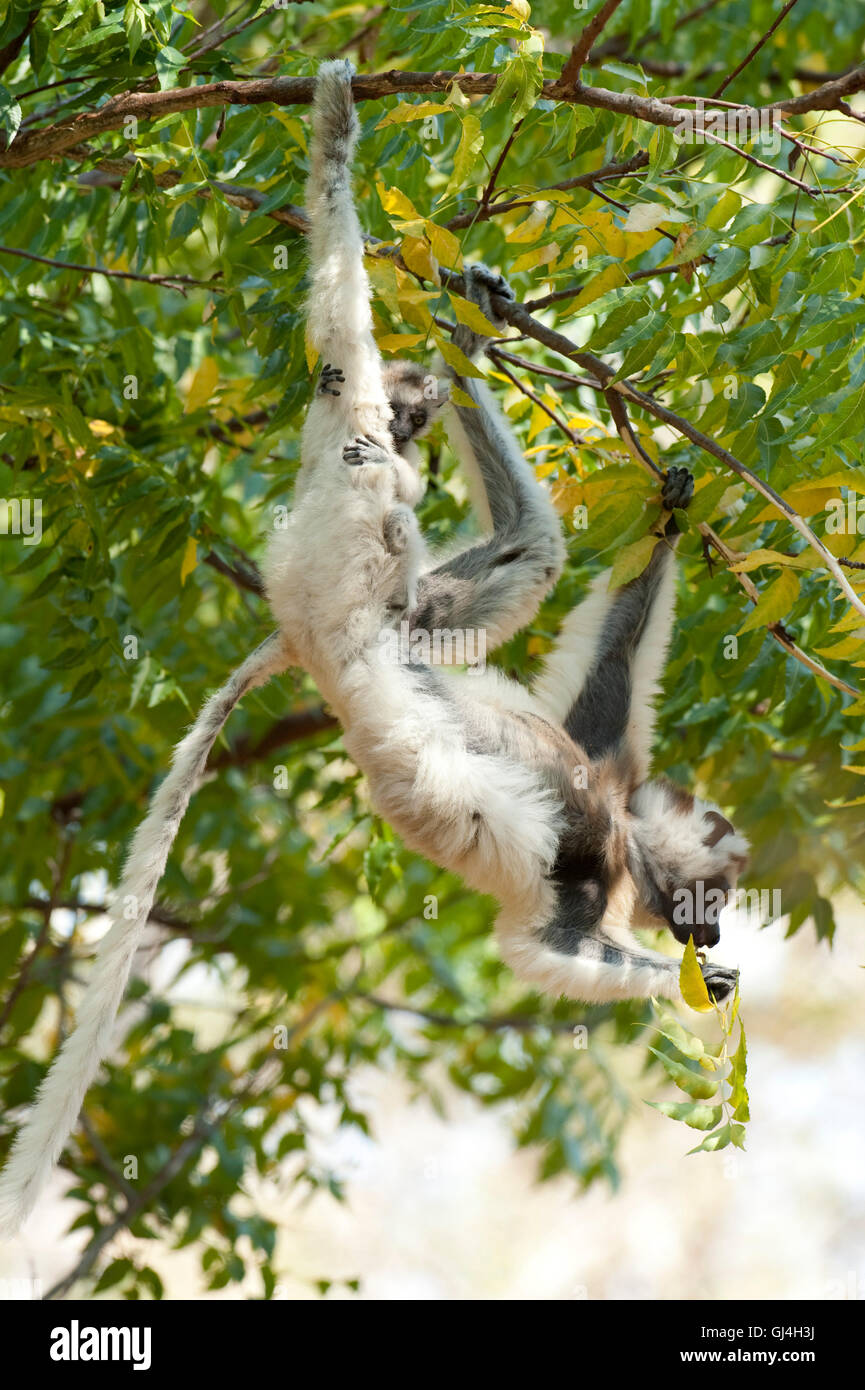 Verreaux's sifaka Propithecus verreauxi Madagascar Stock Photo - Alamy