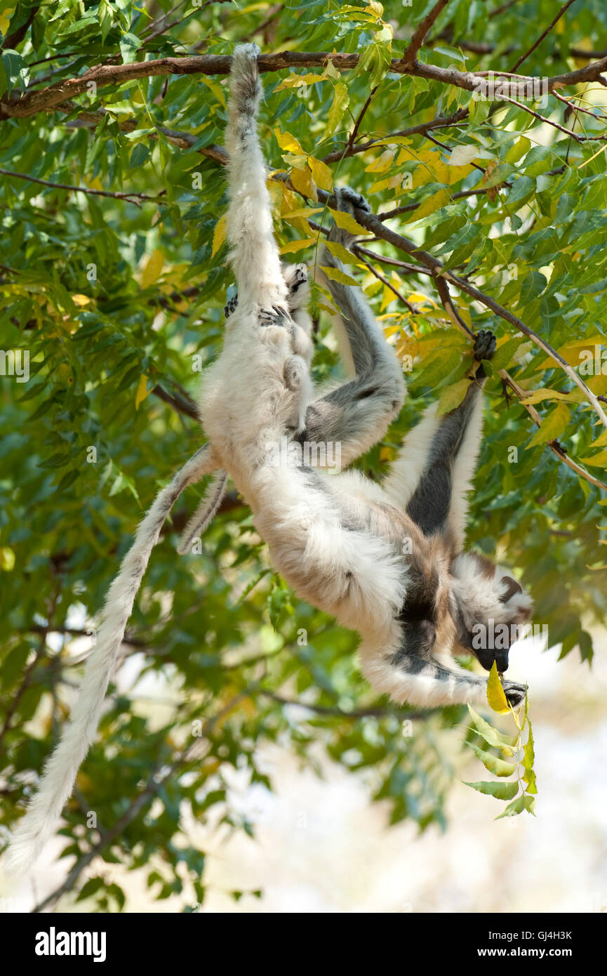 Verreaux's sifaka Propithecus verreauxi Madagascar Stock Photo - Alamy