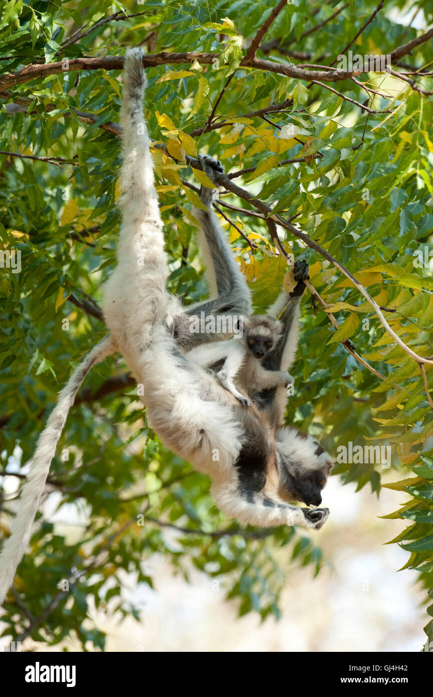 Verreaux's sifaka Propithecus verreauxi Madagascar Stock Photo - Alamy