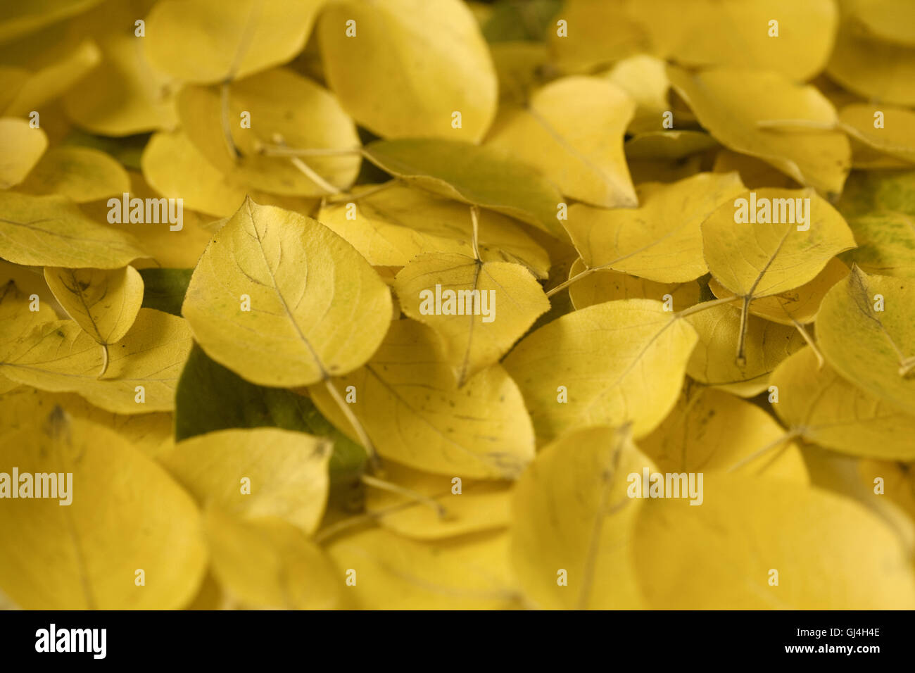 Yellow autumn leaves Stock Photo - Alamy