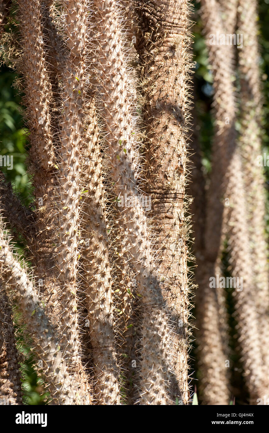 Octopus Tree Didierea madagascariensis Madagascar Stock Photo - Alamy