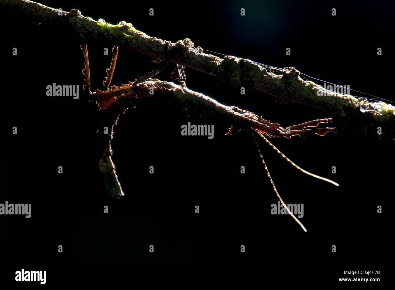 Giant Stick Insect Phasmida sp. Madagascar Stock Photo - Alamy