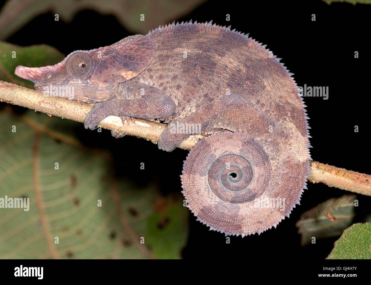 Elephant Eared Chameleon Calumma brevicornis Madagascar Stock Photo - Alamy