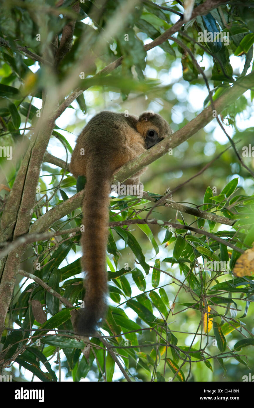 Golden Bamboo Lemur Hapalemur aureus Madagascar Stock Photo - Alamy