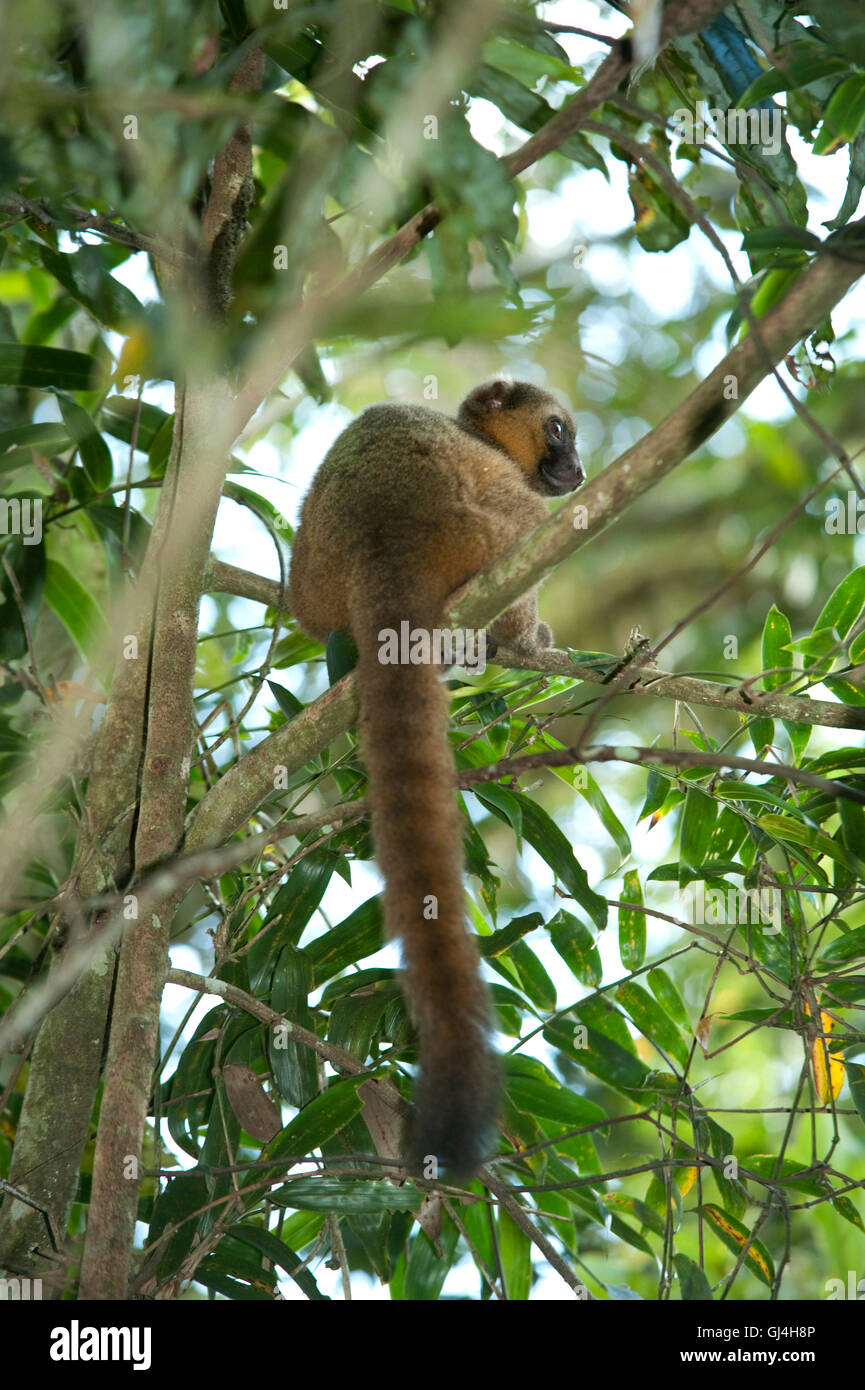 Golden bamboo lemur hi-res stock photography and images - Alamy