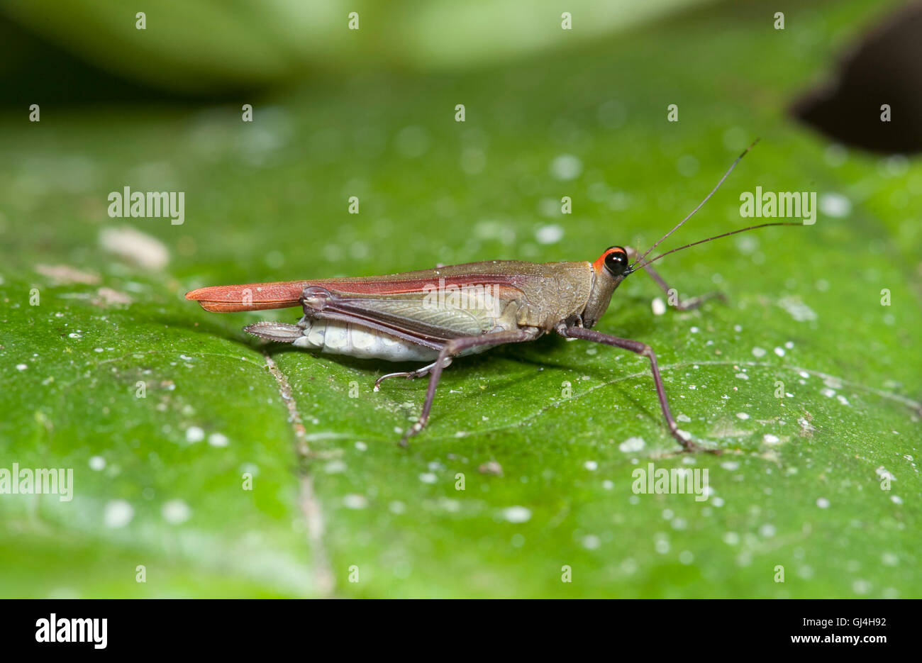 Tetrigidae Pygmy Grasshopper