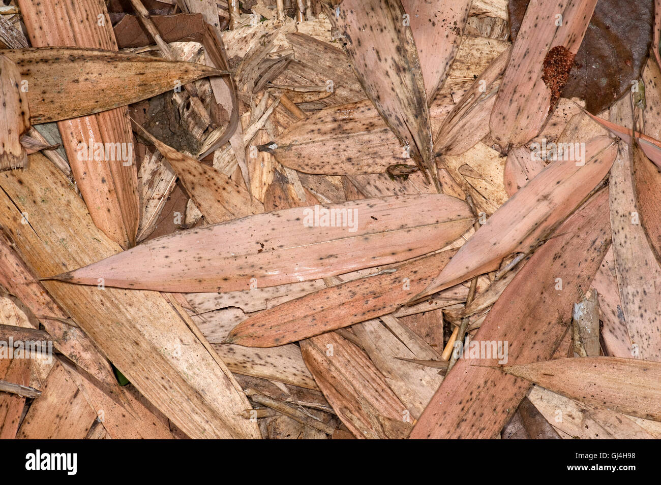 Rainforest Floor Madagascar Stock Photo - Alamy