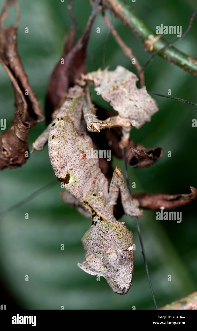 Satanic Mossy Leaf Tailed Gecko