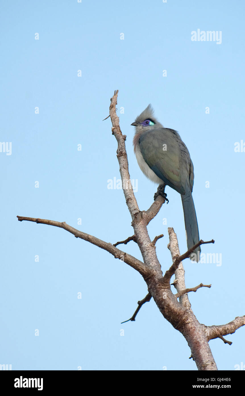 Crested Coua Coua cristata Madagascar Stock Photo - Alamy