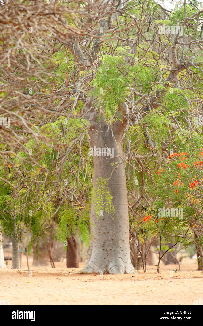 Baobab Tree Adansonia za Madagascar Stock Photo - Alamy