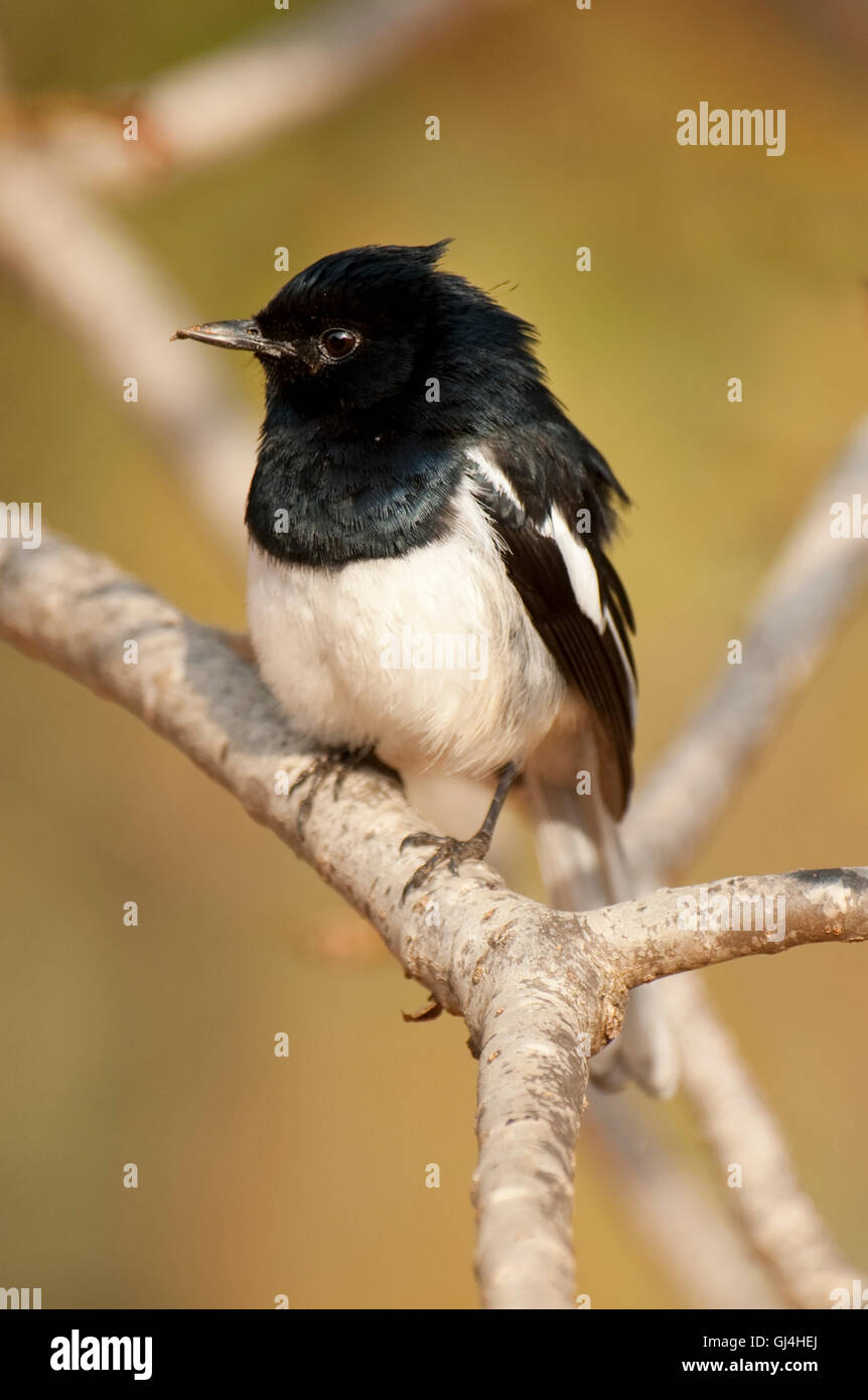 Madagascar robin robin hi-res stock photography and images - Alamy