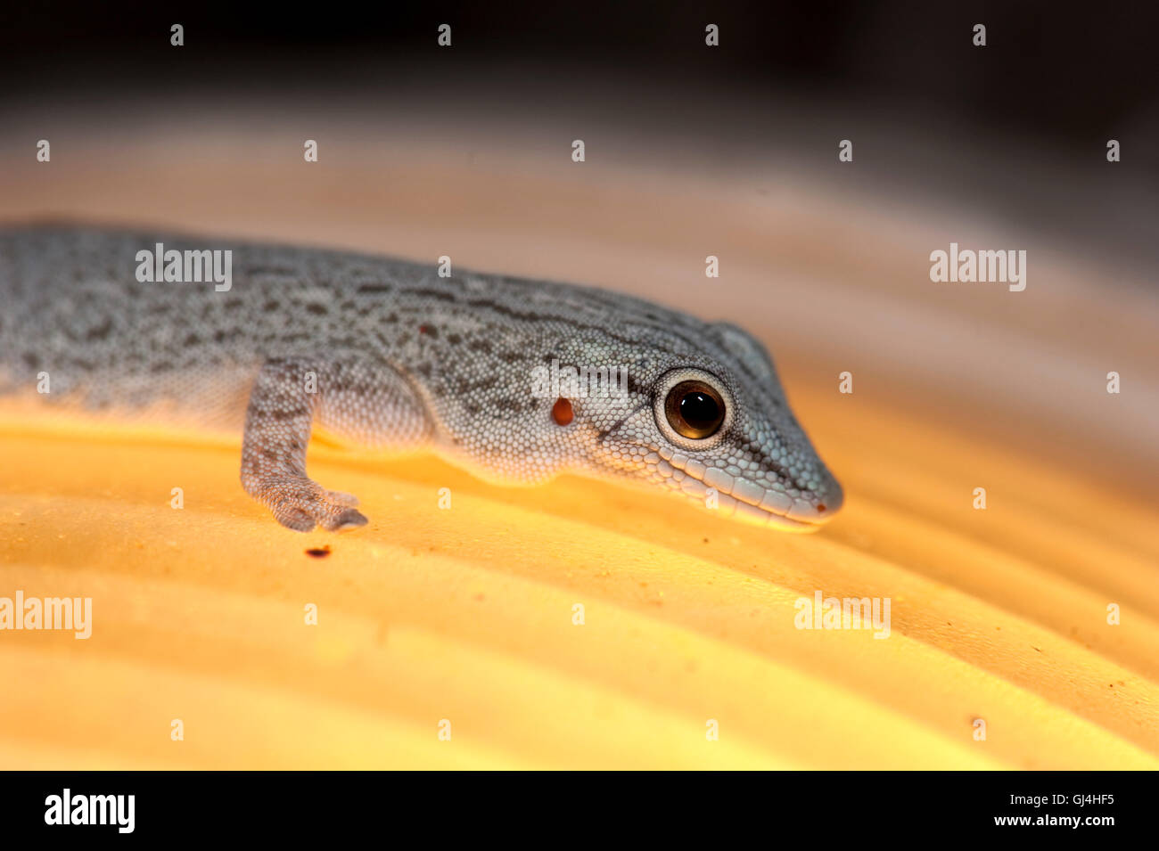 Gecko species hi-res stock photography and images - Alamy