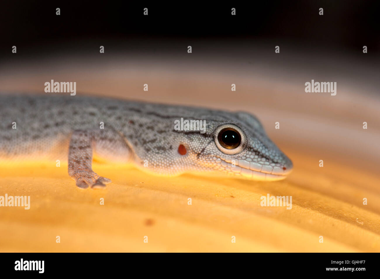 Gecko species hi-res stock photography and images - Alamy