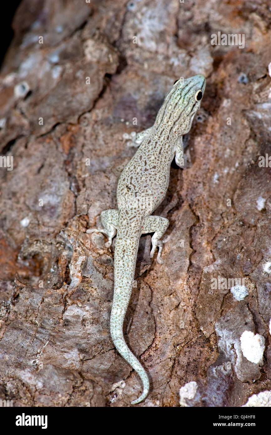 Gecko climbing hi-res stock photography and images - Alamy