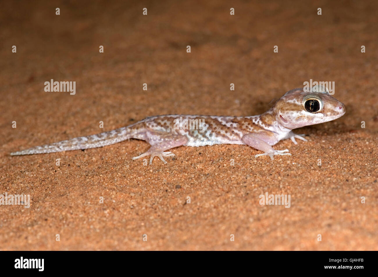 Ocelot Gecko Paroedura pictus Madagascar Stock Photo - Alamy