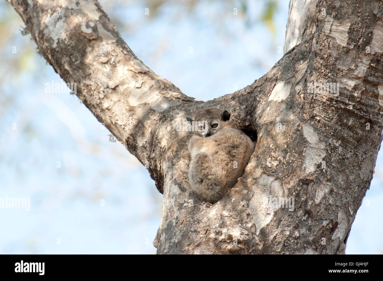 Lesser Weasel Lemur Lepilemur ruficaudatus Madagascar Stock Photo - Alamy