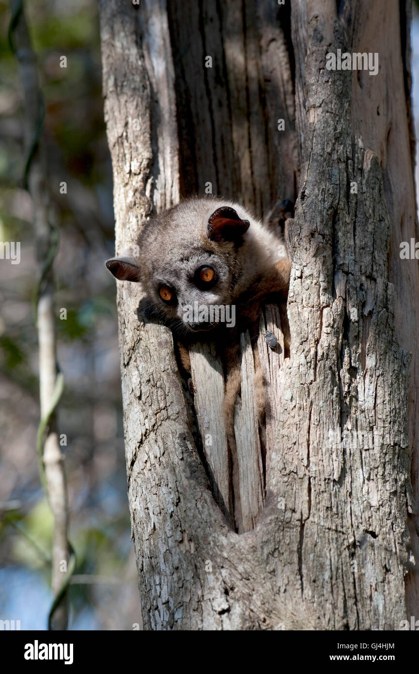 Lesser Weasel Lemur Lepilemur ruficaudatus Madagascar Stock Photo - Alamy